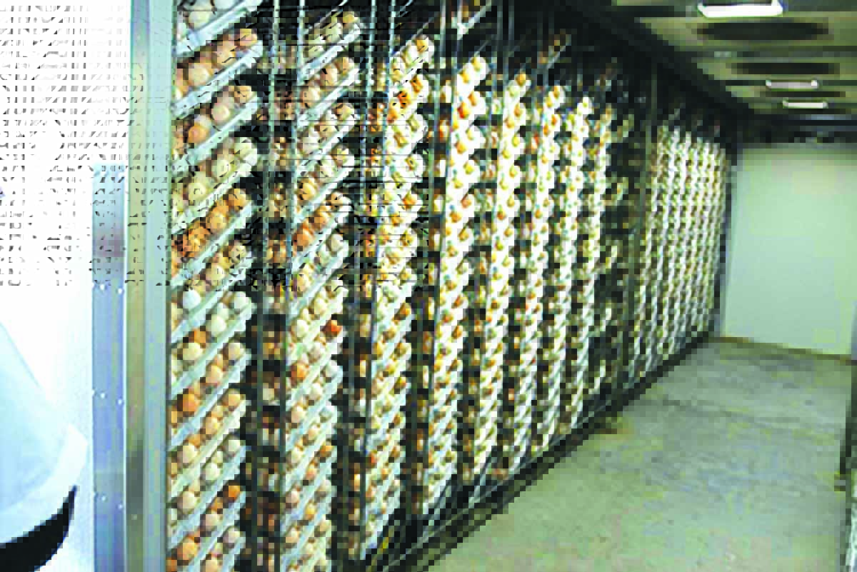 Govt making efforts to establish hatching eggs industry - Guyana Times