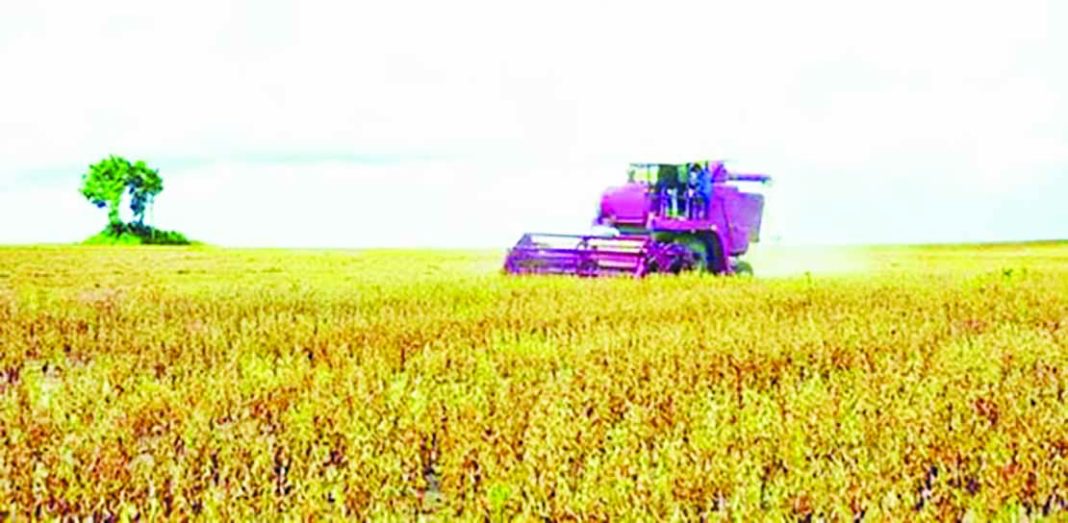 1000 acres soya bean under cultivation for March harvesting - Guyana Times
