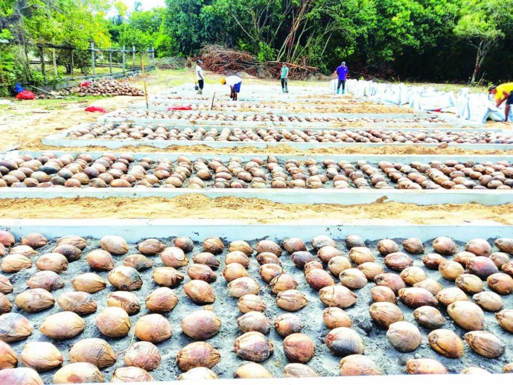 St Ignatius coconut nursery to produce 12,000 seedlings per year ...