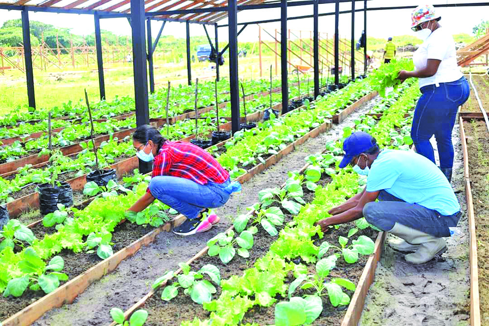 “We need youths in agriculture” – CEO of lucrative agri-innovation ...