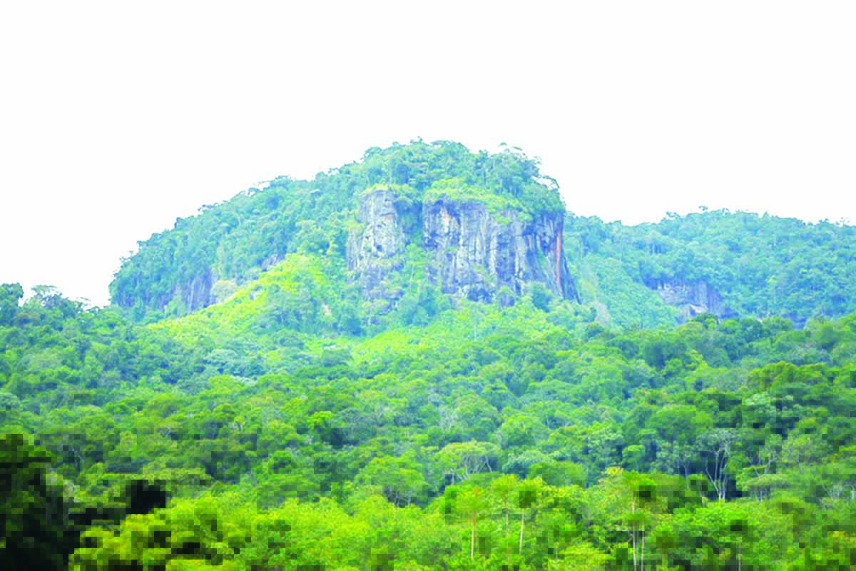 Guyana observes Int’l Day of Forests - Guyana Times