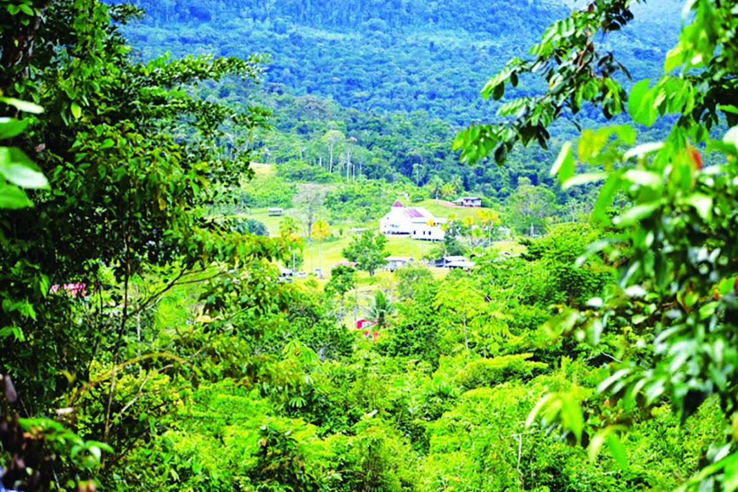 Guyana observes Int’l Day of Forests - Guyana Times