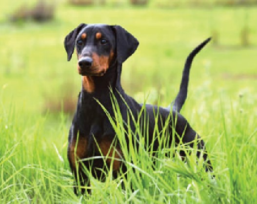 POPULAR PURE BREEDS (AND CROSSBREEDS) IN GUYANA (continued) - Guyana Times