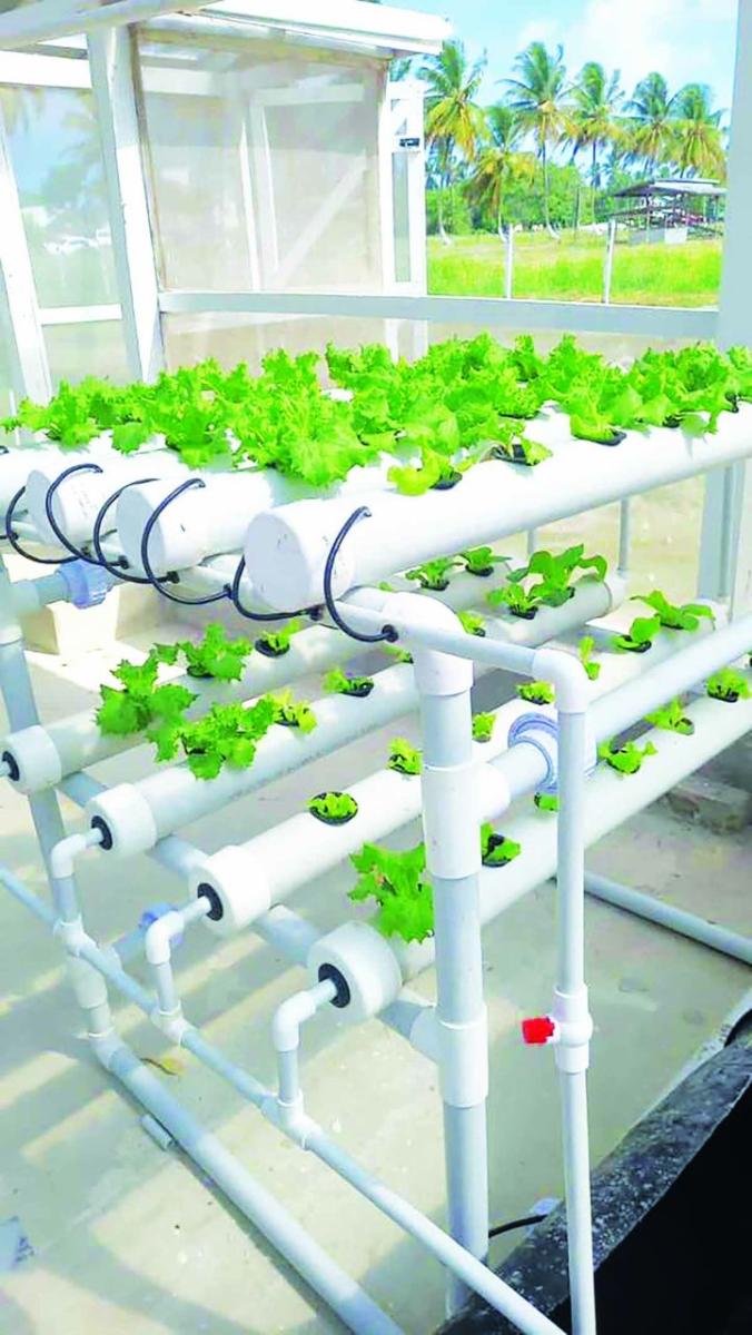 Israeli company to soon begin work on US$15.7M hydroponics project in ...