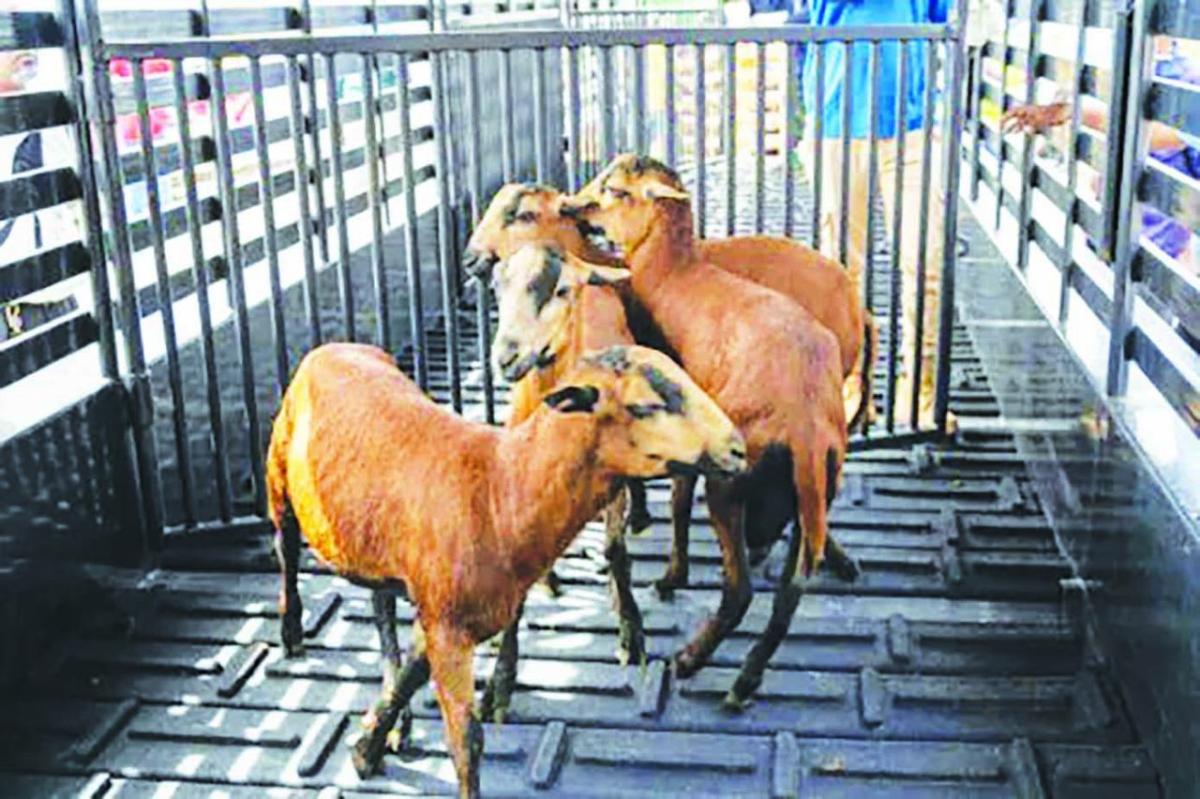 Major infrastructural works for black belly sheep programme - Guyana Times