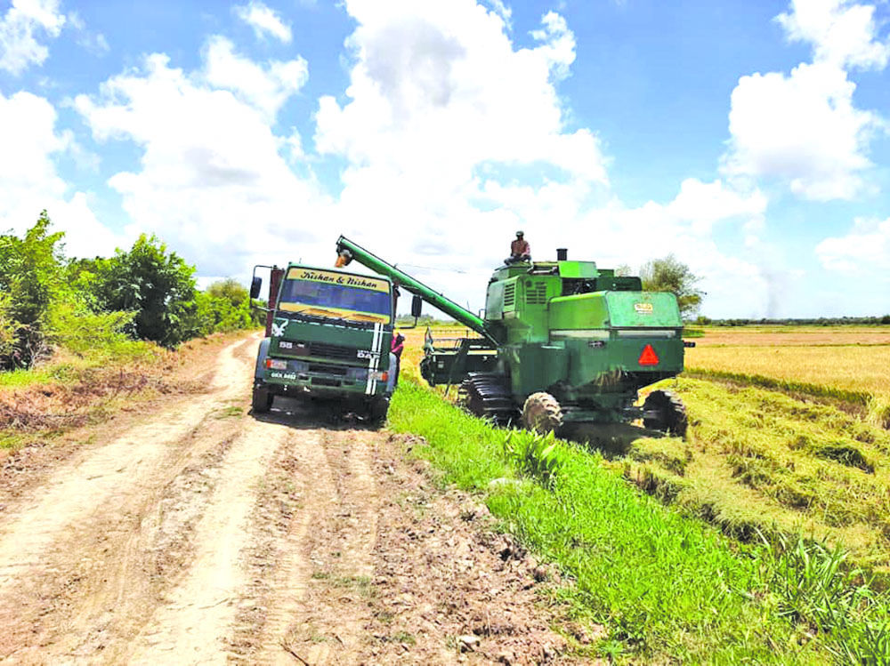 Govt to make available 25,000 acres of land to cultivate rice in ...