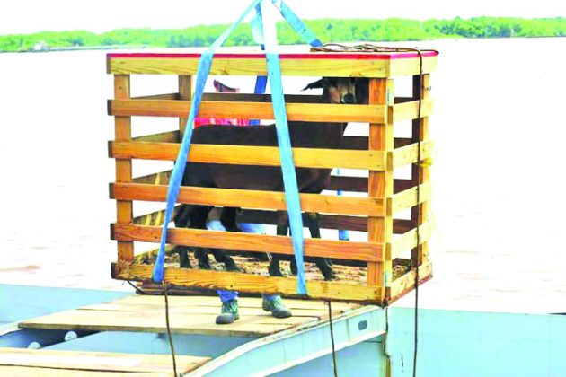 Black Belly Sheep programme: Last batch of sheep to arrive in country ...