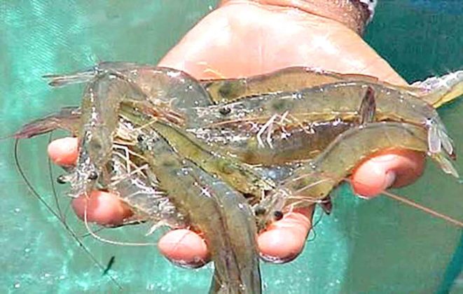 Guyana earns over $750M from brackish water shrimp in 7 months - Guyana ...