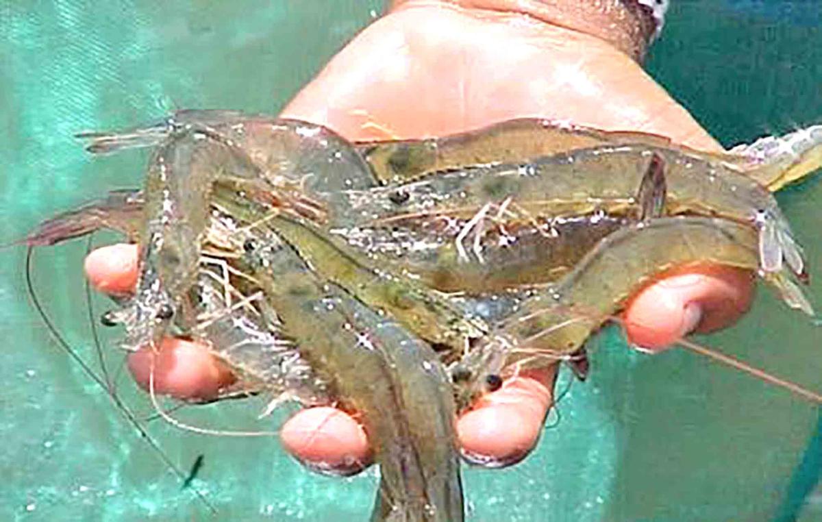 Guyana earns over $750M from brackish water shrimp in 7 months - Guyana ...
