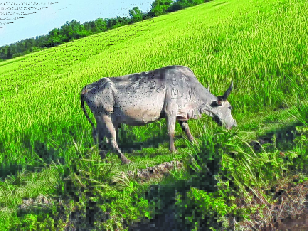 Acres of rice being destroyed by cattle along Corentyne Coast - Guyana ...