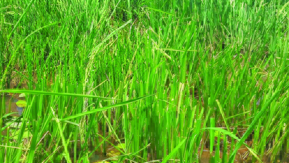 Acres of rice being destroyed by cattle along Corentyne Coast - Guyana ...