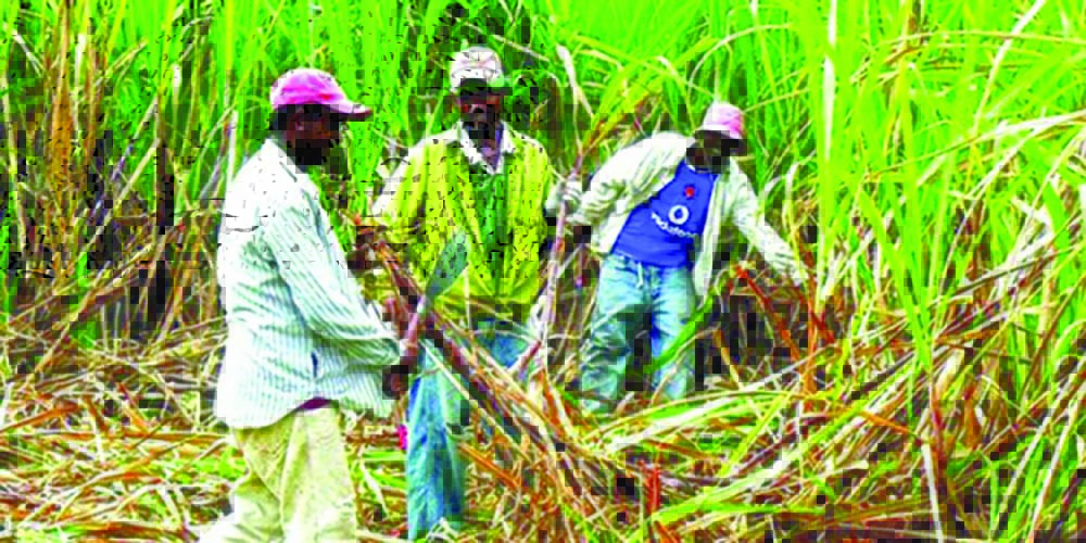 GuySuCo set to achieve 60,858 MT sugar production for 2023 - Guyana Times