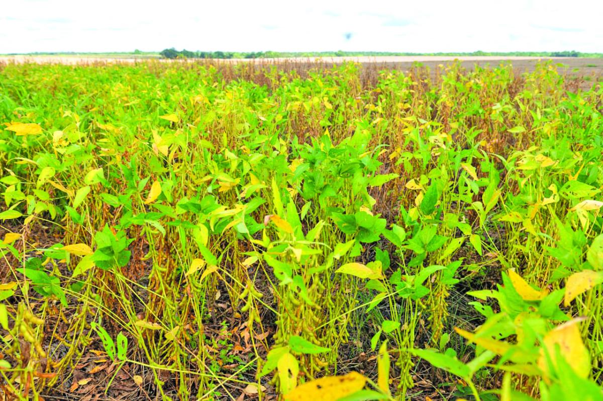 IsDB lauds Guyana for aspirations to become ‘El Dorado’ of agriculture ...