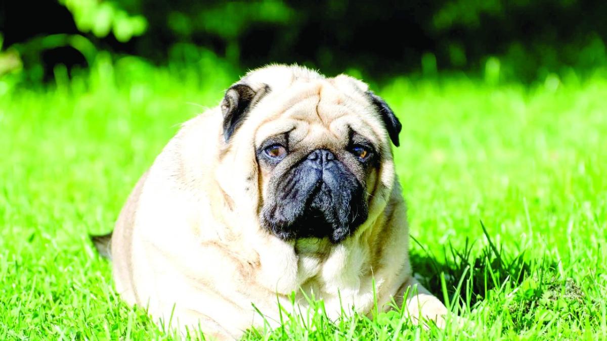 CARE FOR THE ELDERLY DOG – OBESITY - Guyana Times