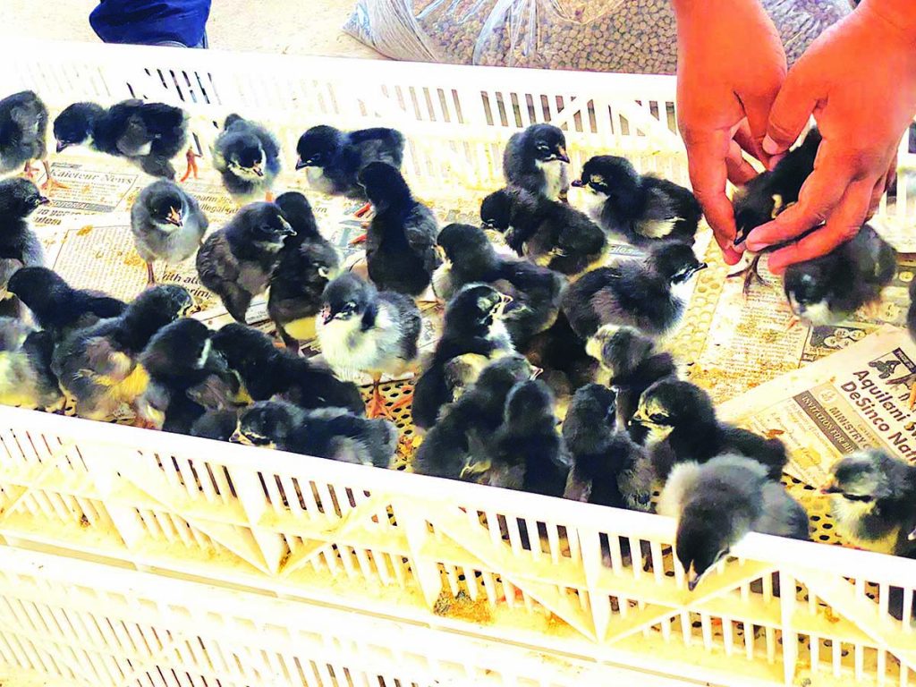 Govt distributes black giant chicken, farming equipment to Mashabo ...