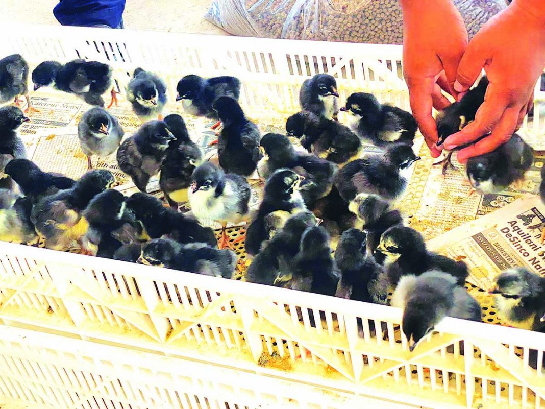 Govt distributes black giant chicken, farming equipment to Mashabo ...