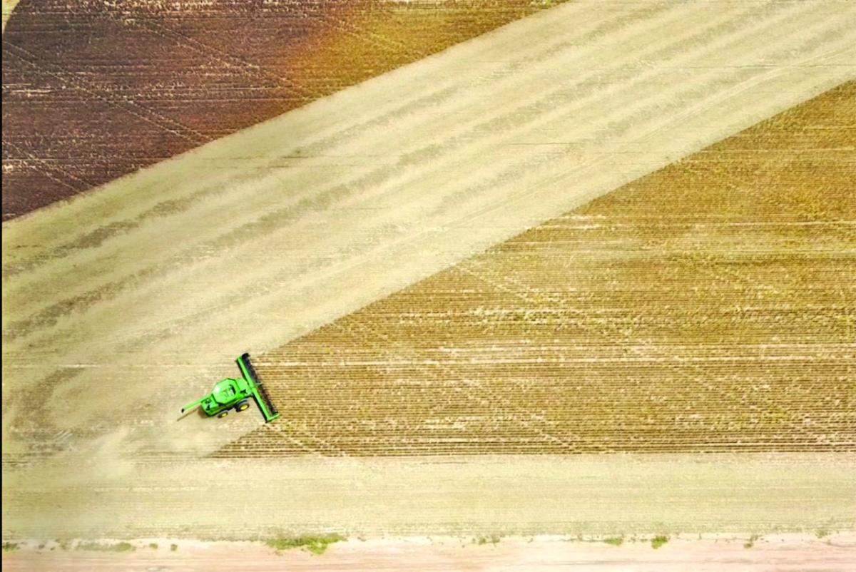 Over 160,000 tonnes of corn & soya harvested at Tacama Savannah ...