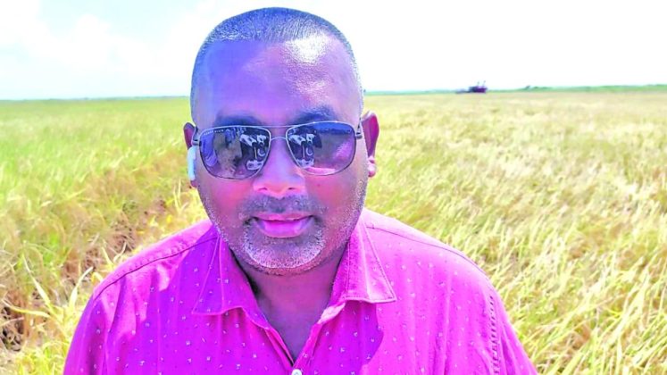 Aromatic rice to be made available for local farmers to cultivate in ...