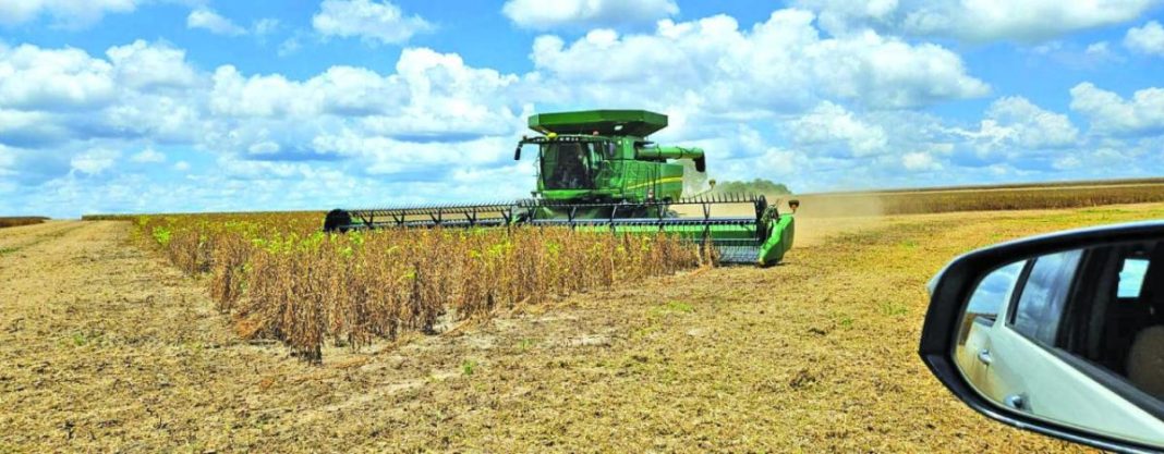Over 160,000 tonnes of corn & soya harvested at Tacama Savannah ...