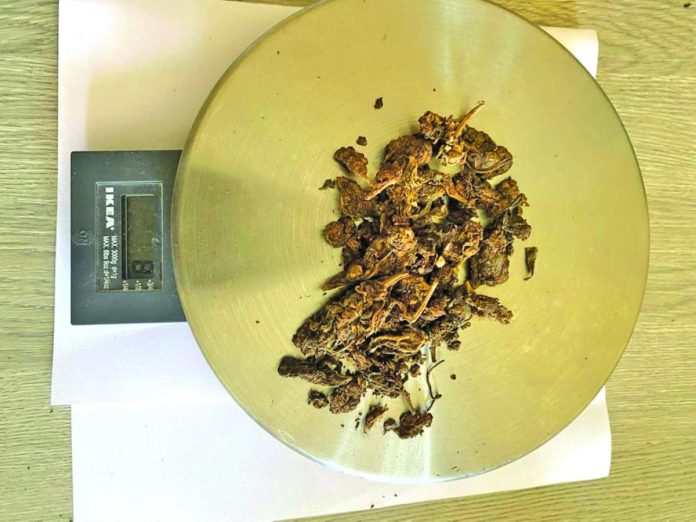 Miner arrested with 8 grams of cannabis - Guyana Times