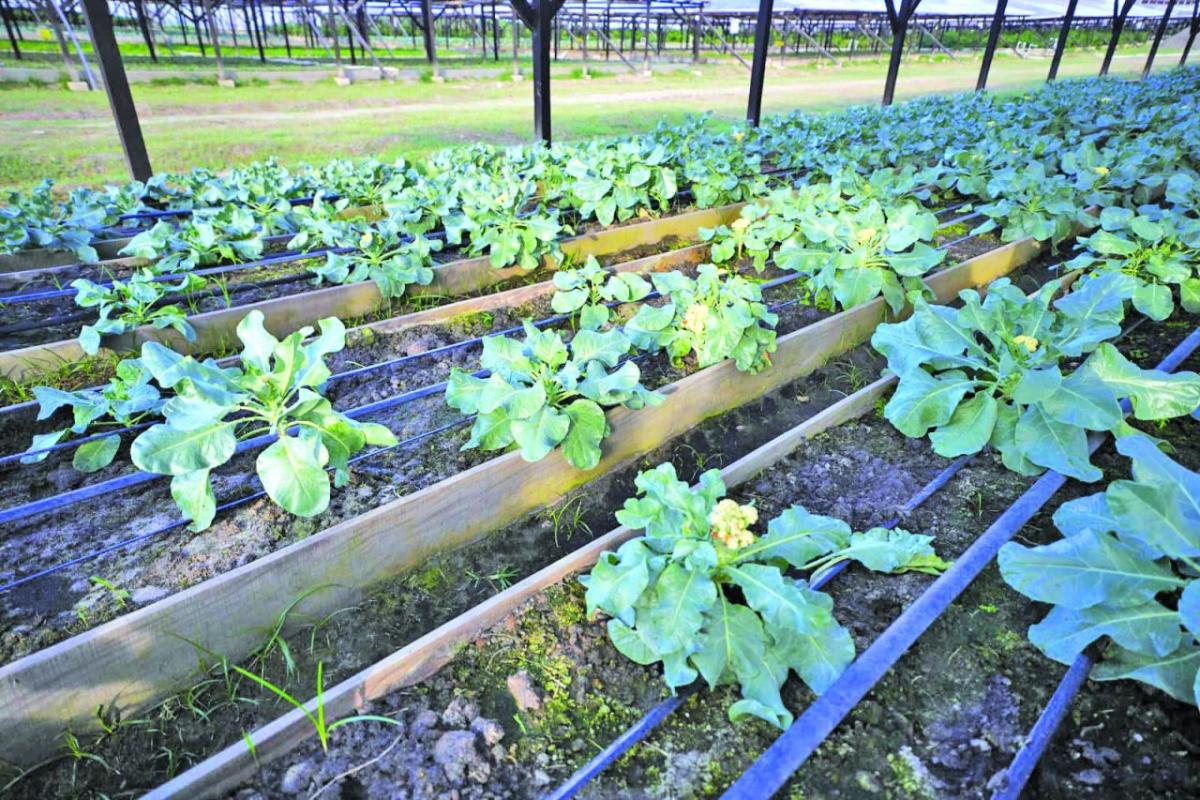 Shade house project: Programme underway for persons with disabilities ...