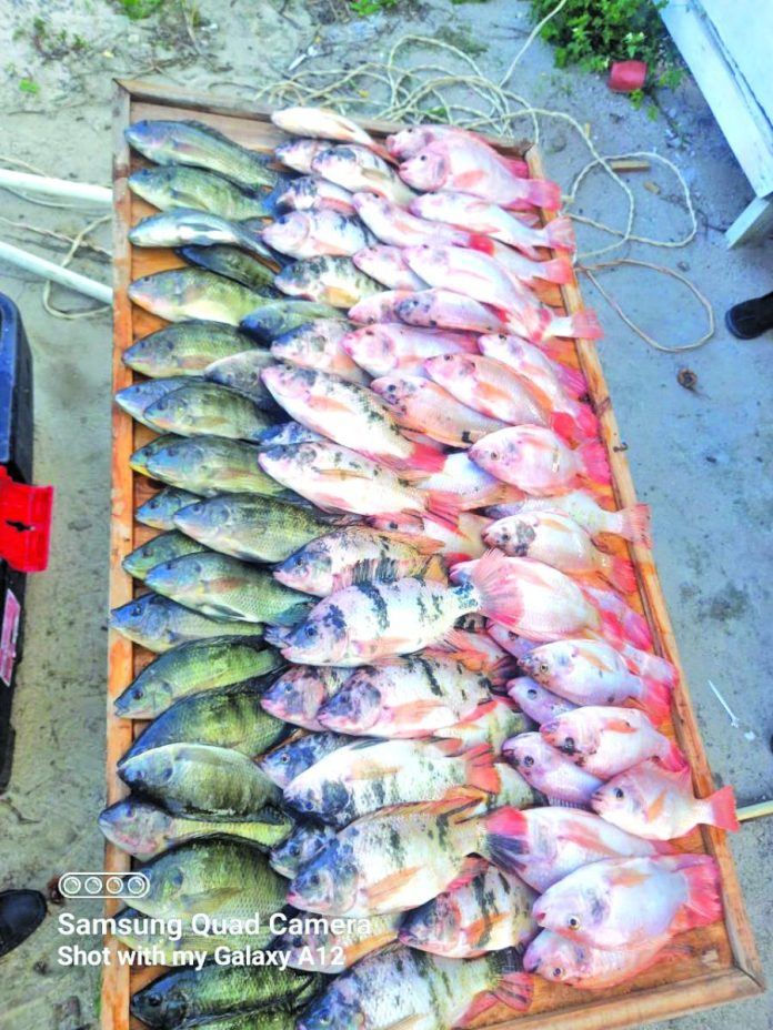 Timehri Prison harvests 200lbs tilapia from aquaculture initiative ...