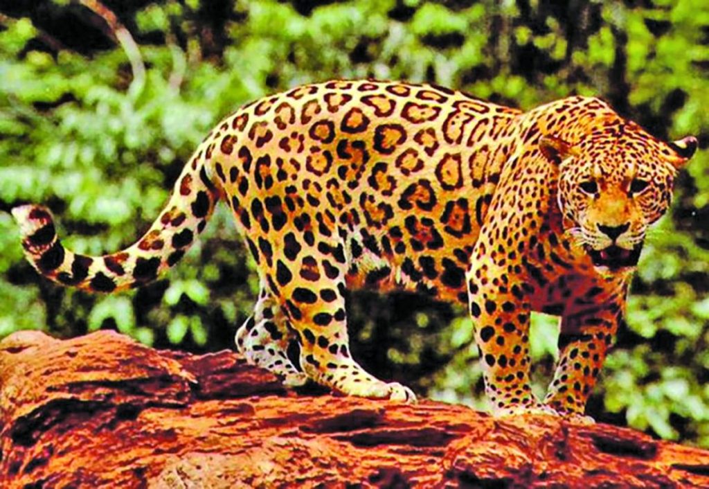 Jaguar is 6th FPSO, earmarked for Whiptail project - Guyana Times