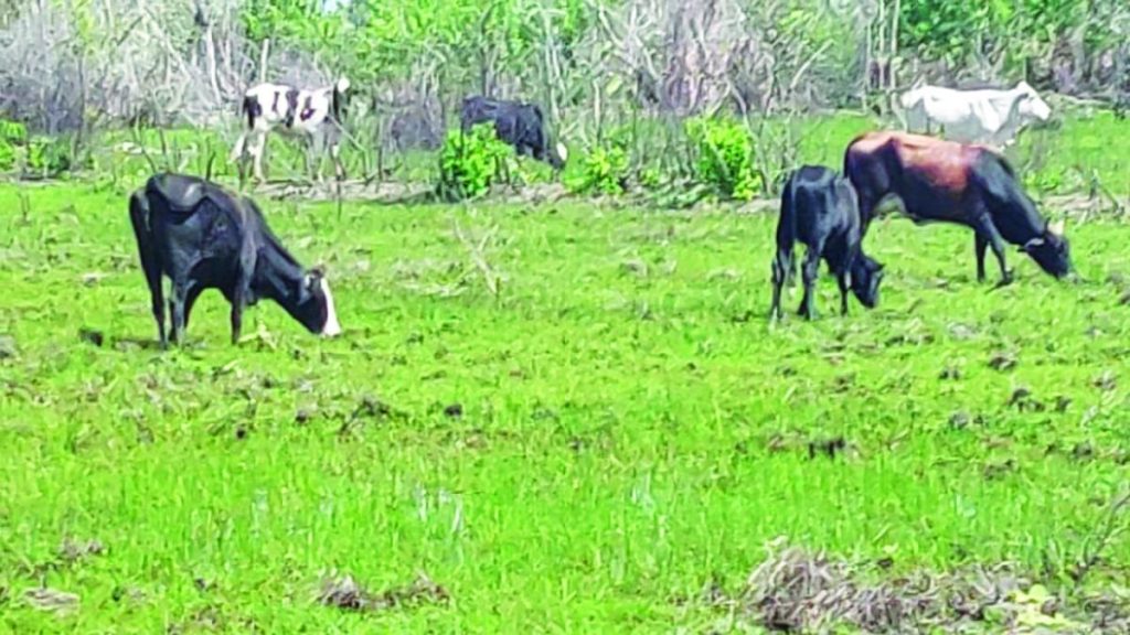 Issue between East Canje rice & cattle farmers continues to escalate in ...