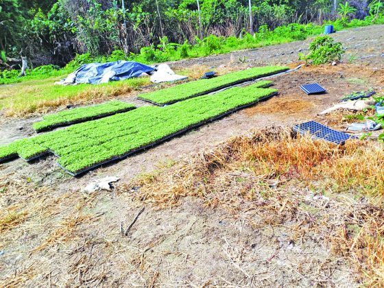 Joint Services find 10-acre ganja farm along Berbice River - Guyana Times