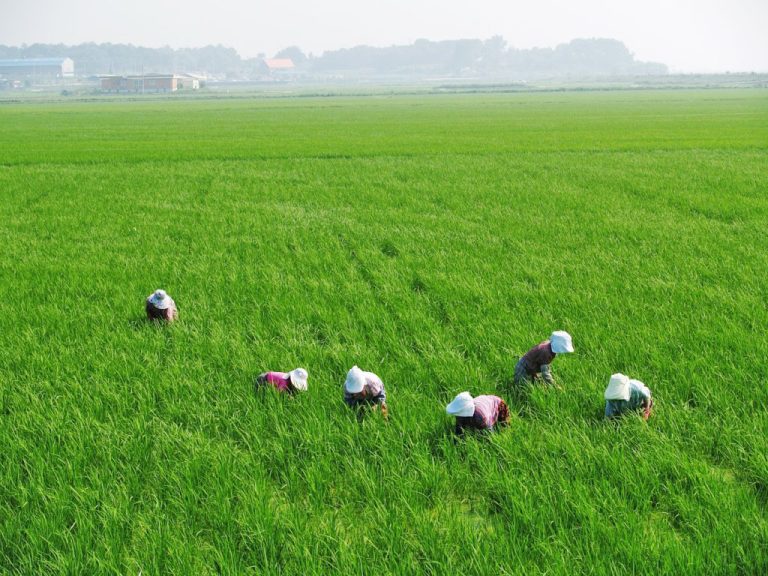 Guyana’s rice production expected to increase to 710,000 MT in 2024 ...