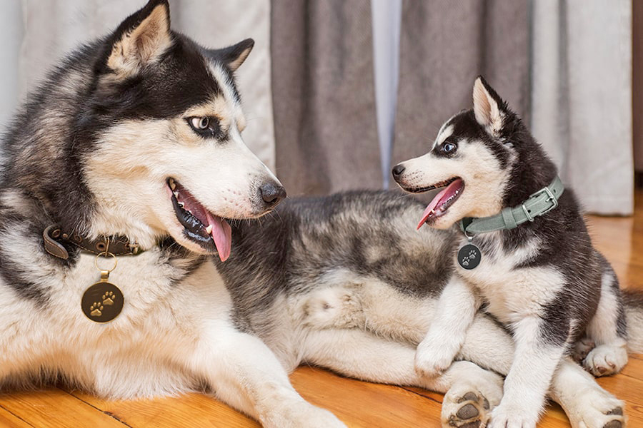 PUPPY AILMENTS: PUPPY STRANGLES (JUVENILE PYODERMA) - Guyana Times