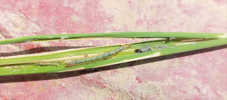 Paddy bug, worm infestation affecting Corentyne rice farmers - Guyana Times