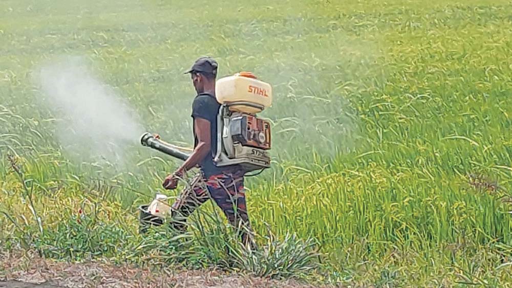 Paddy bug, worm infestation affecting Corentyne rice farmers - Guyana Times