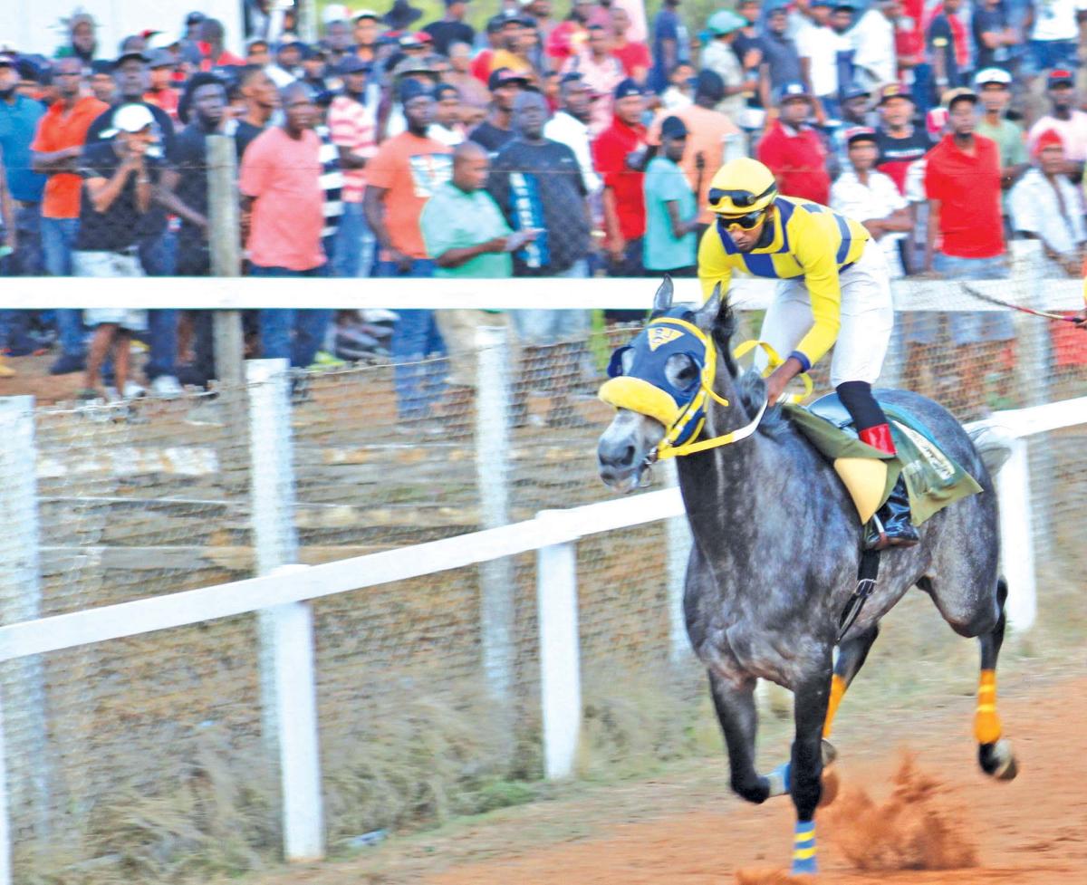 Rivalry intensifying ahead of Jumbo Jet’s Race of Champions horse meet ...