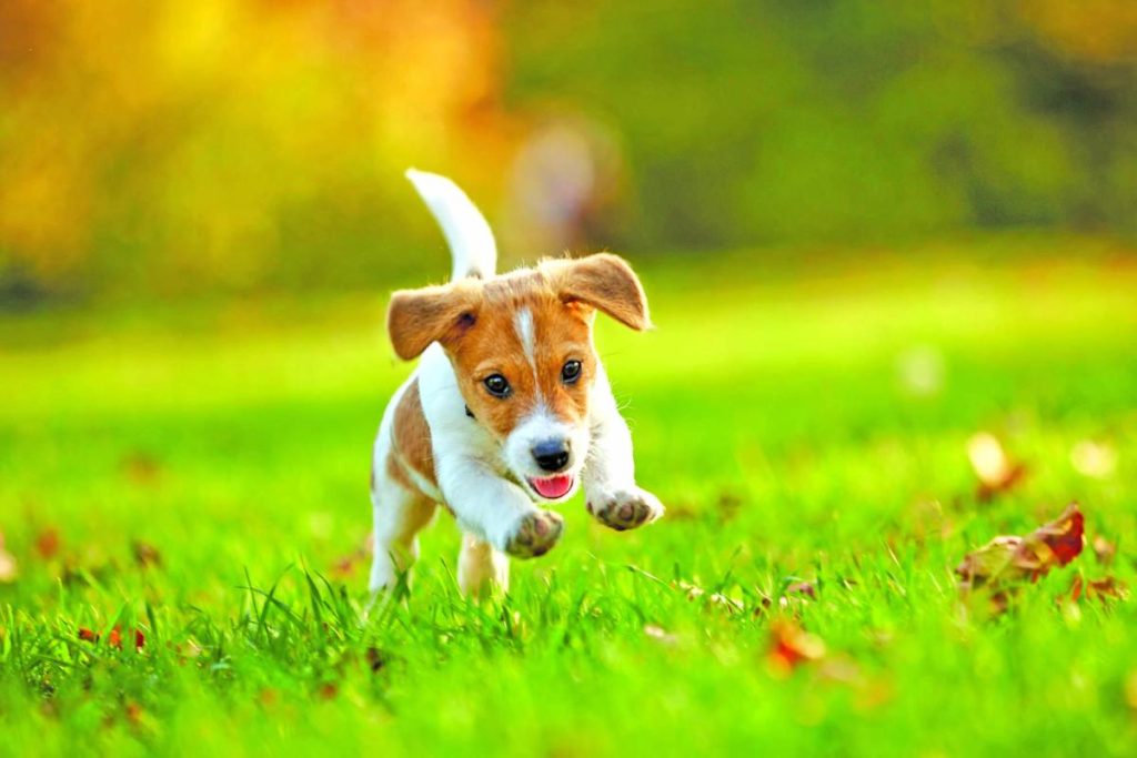 HAND-REARING OF ORPHANED PUPPIES - Guyana Times