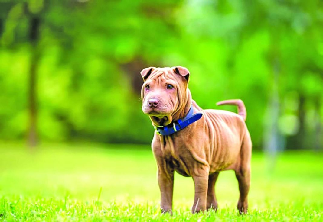 PUPPY AILMENTS – CONTINUED: PUPPY DERMATITIS - ACNE AND IMPETIGO ...