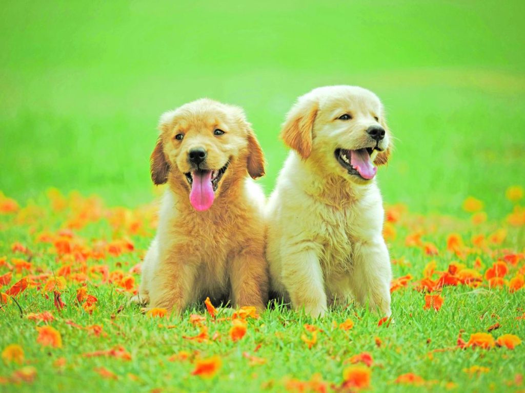 HAND-REARING OF ORPHANED PUPPIES - Guyana Times