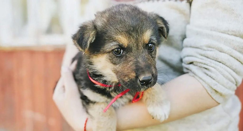 PUPPY AILMENTS – CONTINUED: PUPPY DERMATITIS - ACNE AND IMPETIGO ...