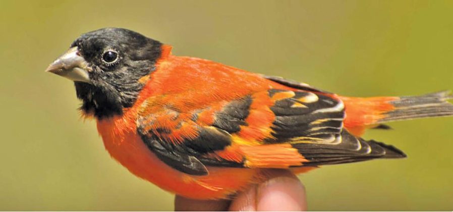 In a fight to save a rare bird, Indigenous communities in Guyana are ...