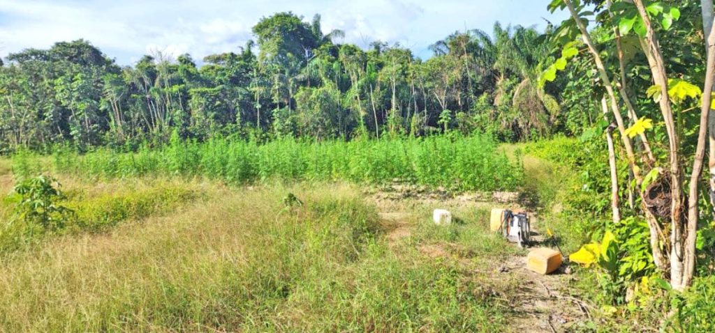 Police destroy ganja farm in Berbice River - Guyana Times