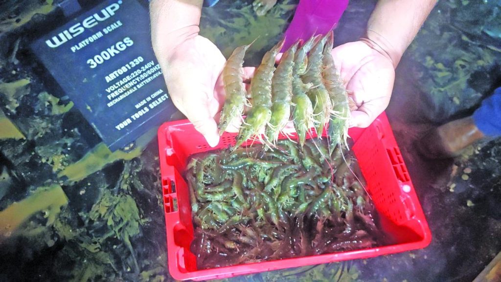 Guyana harvests 495kg of prawns at Onverwagt production facility ...