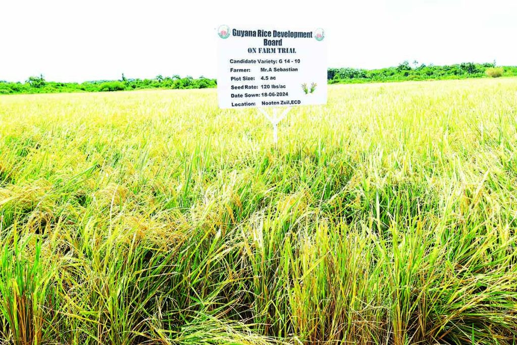 “Tremendous improvement and increase” in rice production – Agri ...