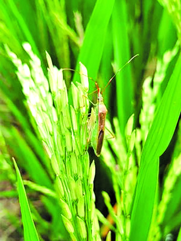 Massive decline in paddy bug infestation recorded – Min Mustapha ...