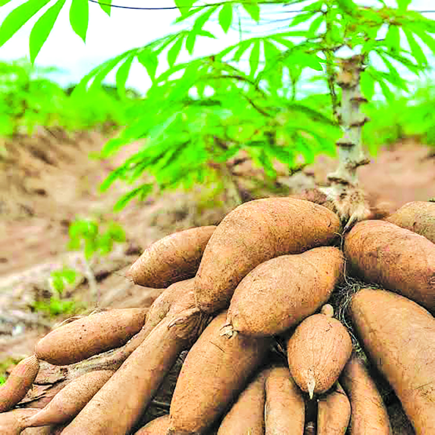 Govt targeting production of 50 million tonnes of cassava by year-end ...