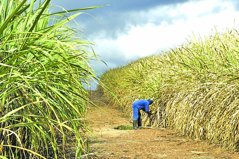 GuySuCo top brass urged to strengthen cooperation with sugar workers ...