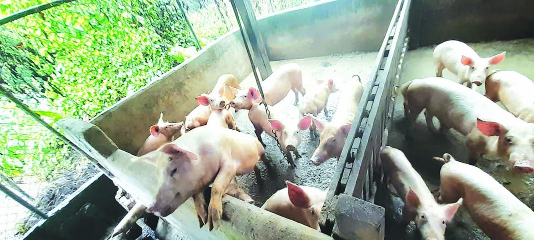 2 Essequibo Coast men charged for stealing 36 pigs - Guyana Times
