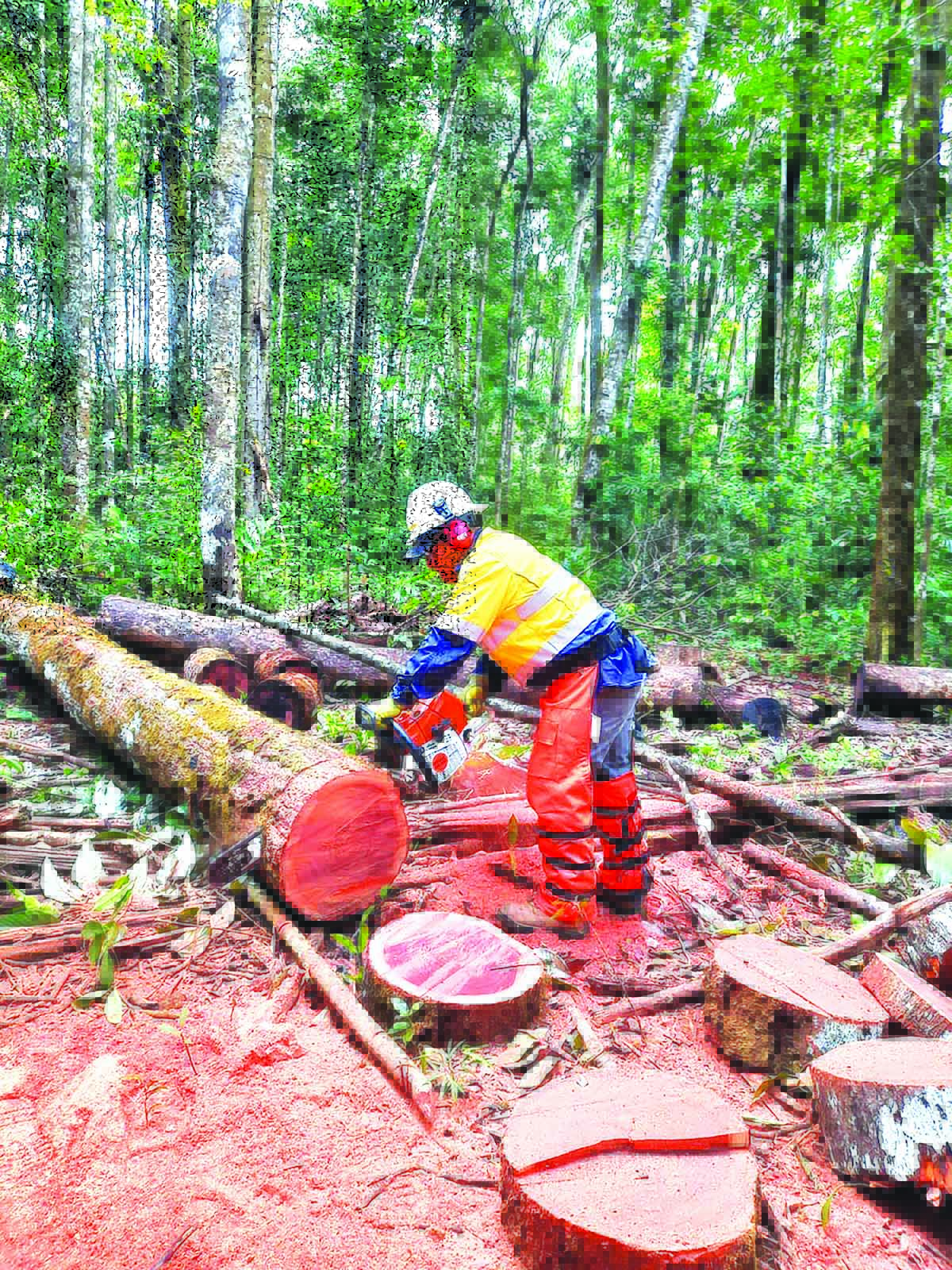 Over 25,000 Guyanese employed as investors grow in forestry sector ...