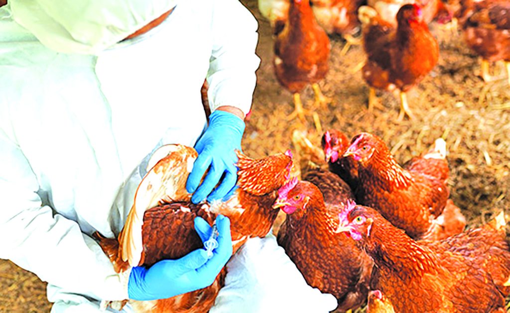 Govt plans local production of IBH vaccine amid poultry crisis - Guyana ...