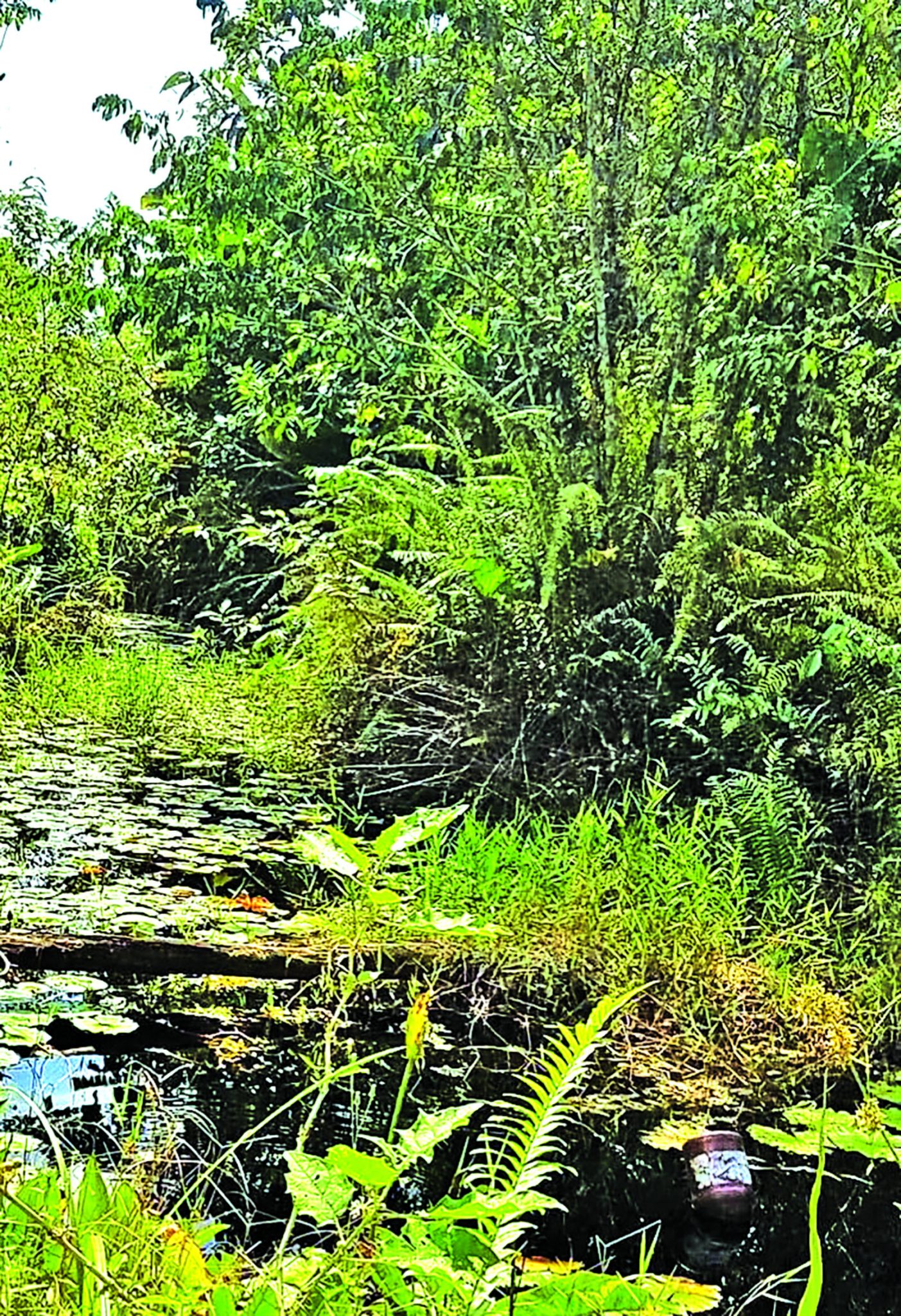 World Wetlands Day 2025: UNEP calls on Caribbean to strengthen ...