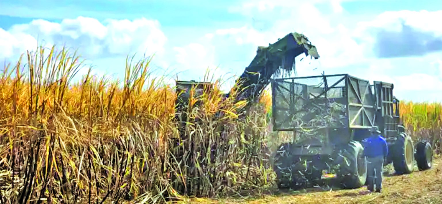 Rose Hall, Blairmont leading way as GuySuCo targeting 40,000 tonnes of ...